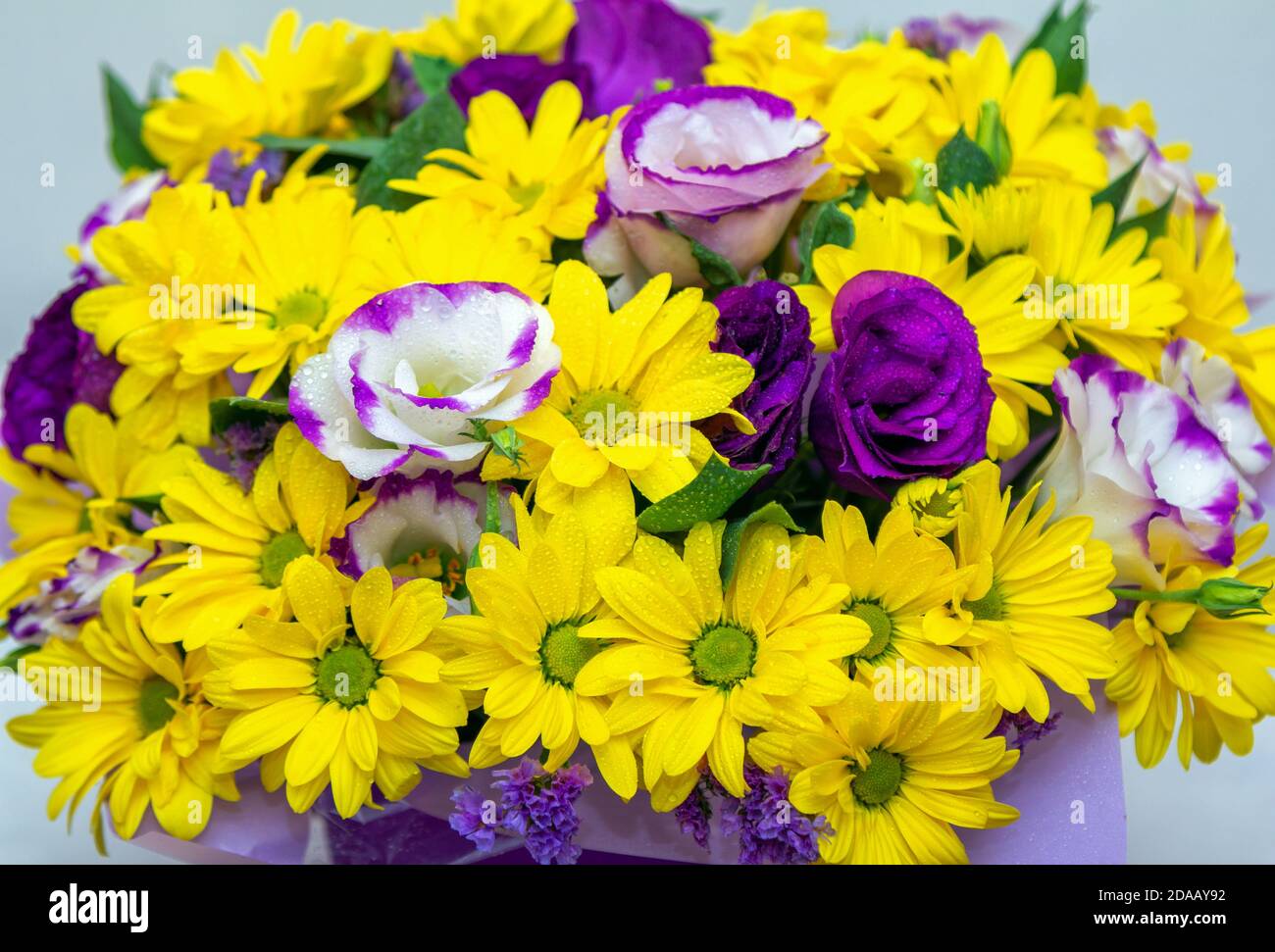 Eustoma Flowers High Resolution Stock Photography and Images - Alamy