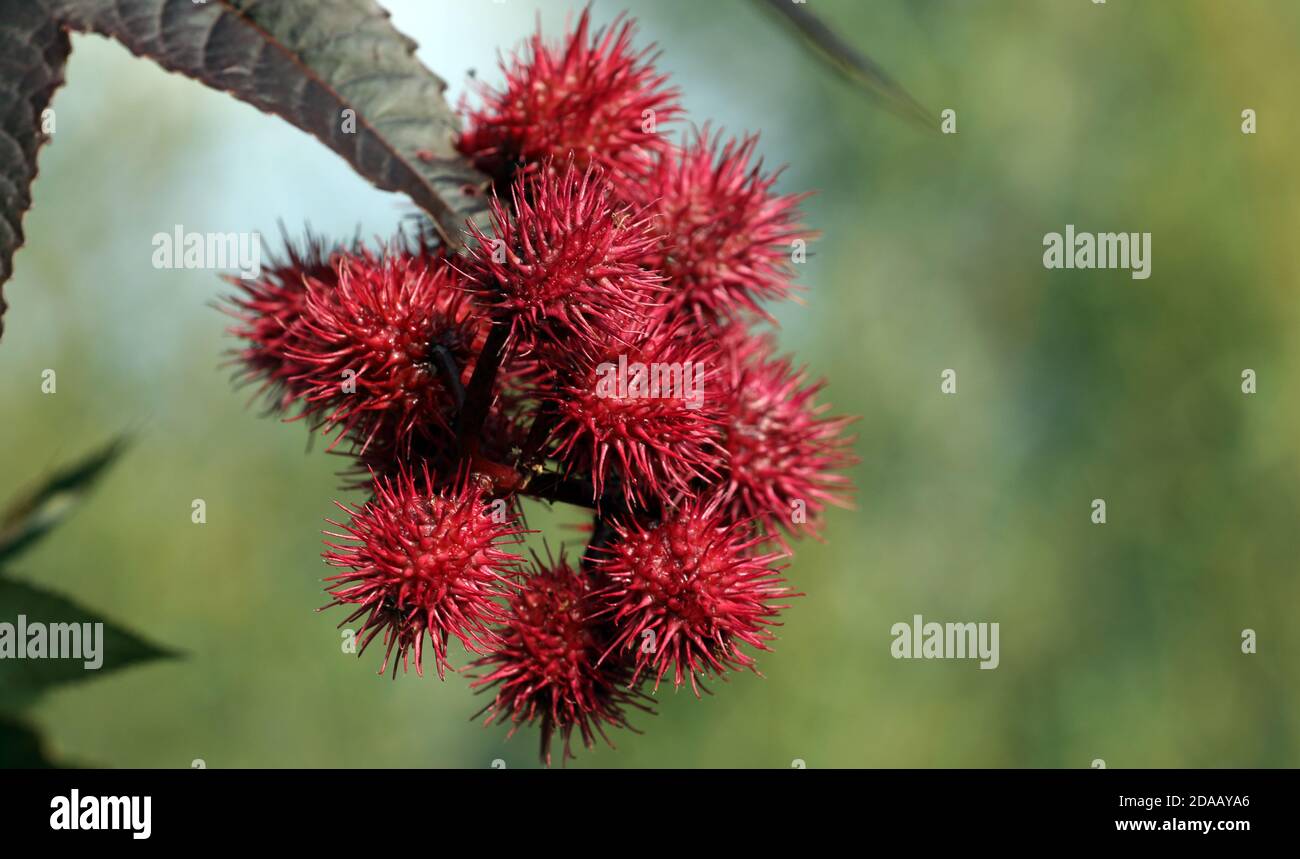 Ricinus communis miracle tree Stock Photo - Alamy