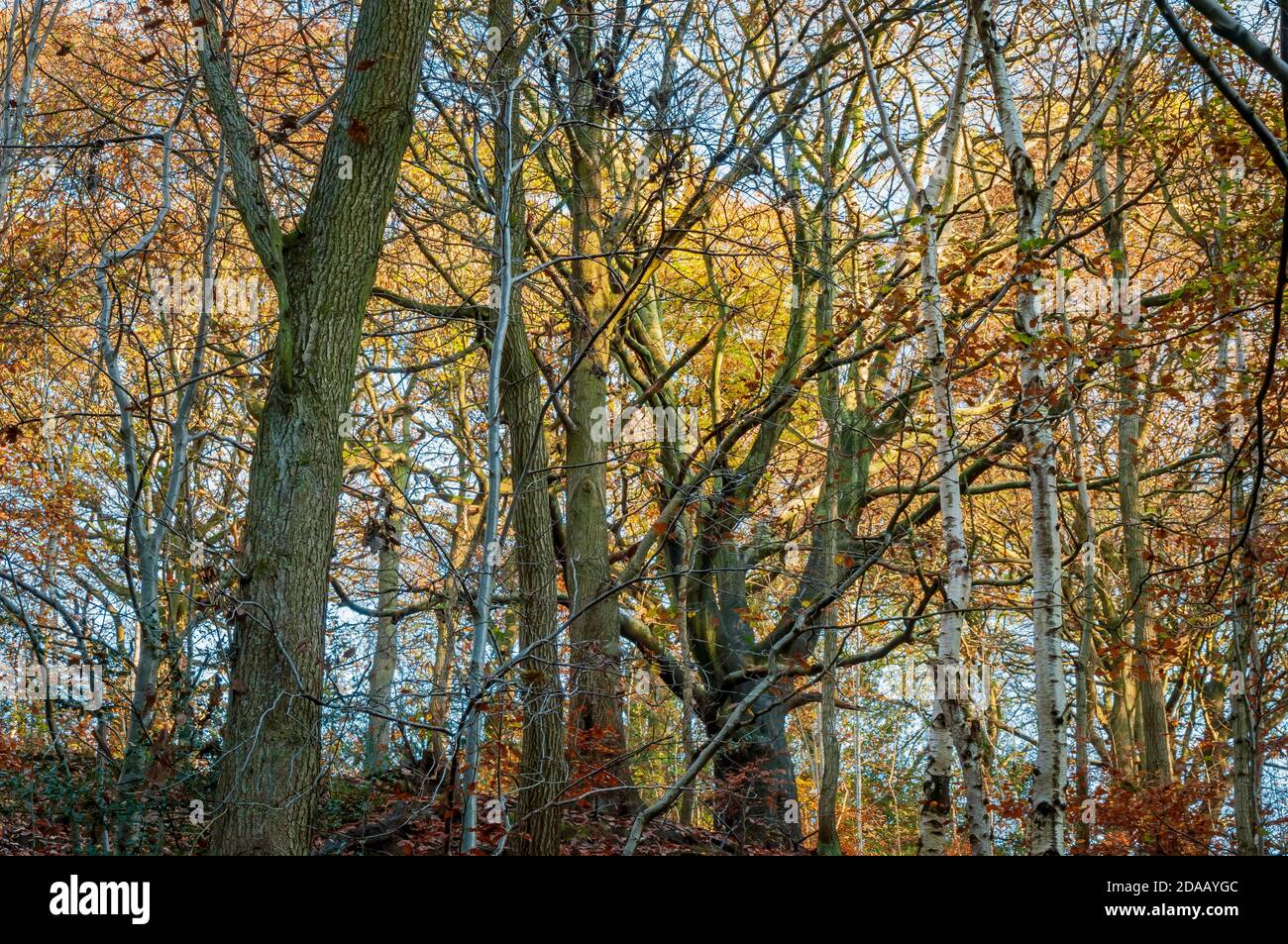 Bright autumn colours in treetop foliage in sunshine in Rollestone Wood ...