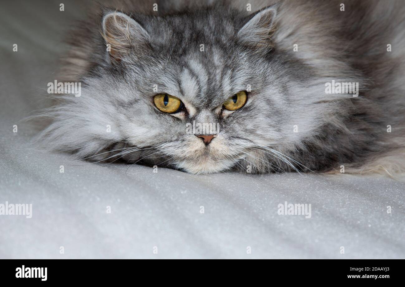 Scottish straight longhair hi-res stock photography and images - Alamy