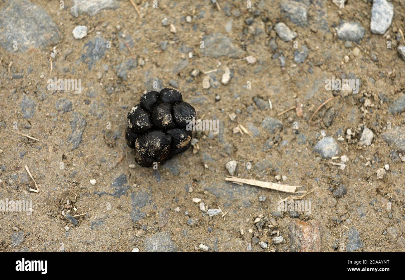 Animal Droppings High Resolution Stock Photography and Images - Alamy