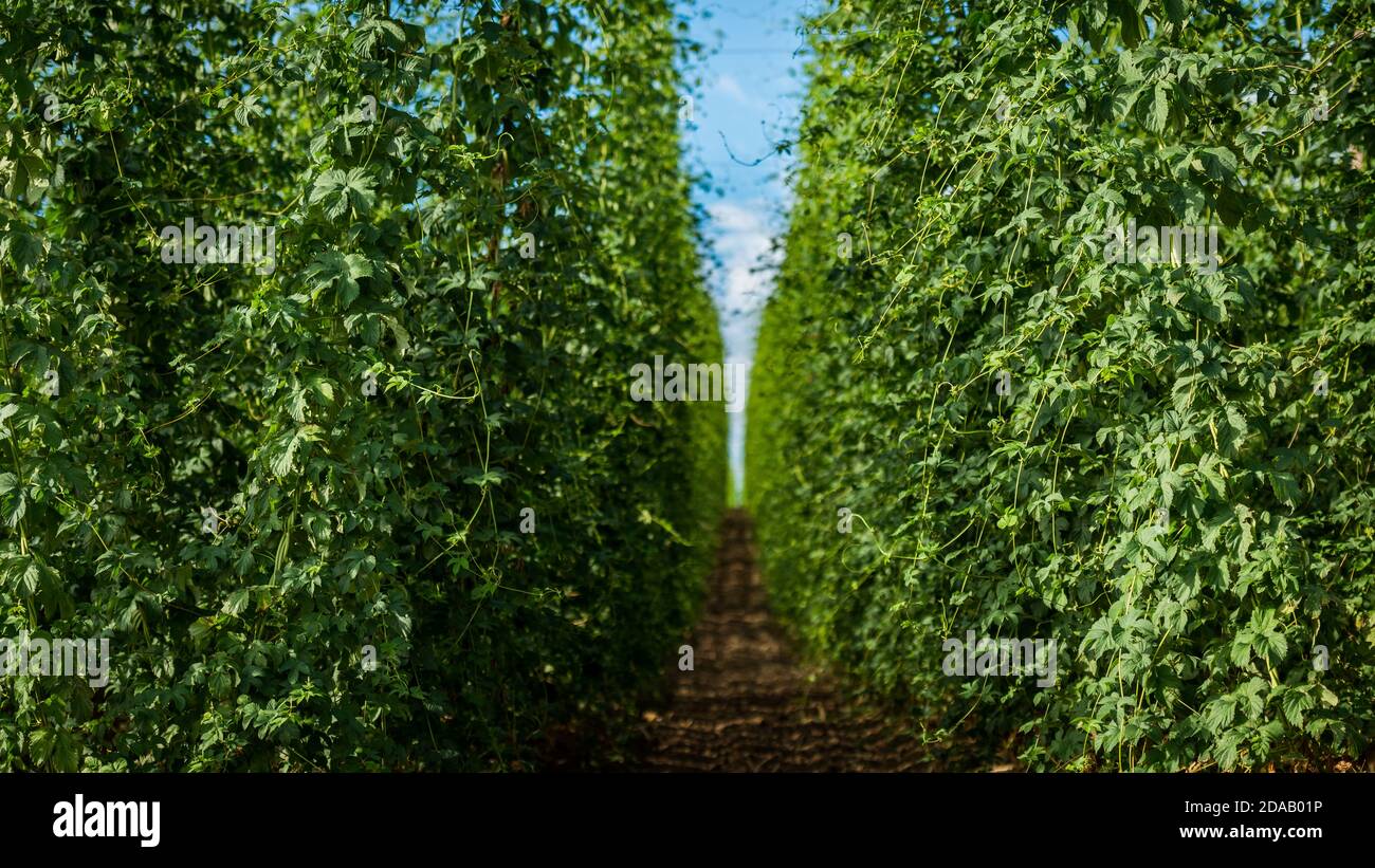 Standing inside of field with large hop plants growing in biggest hop ...