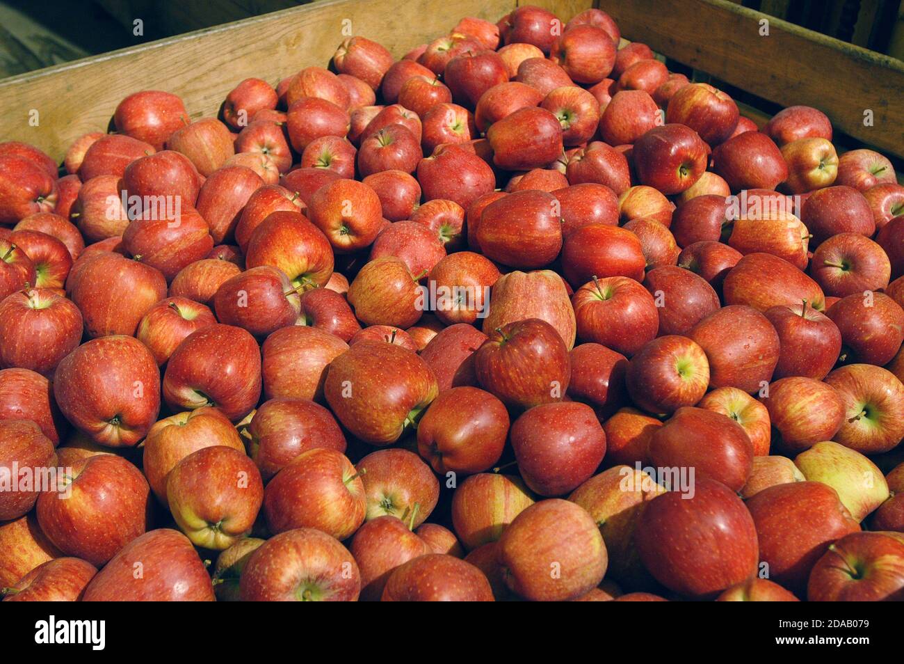 basket of red apples from the area called Valtellina in the Lombardy ...