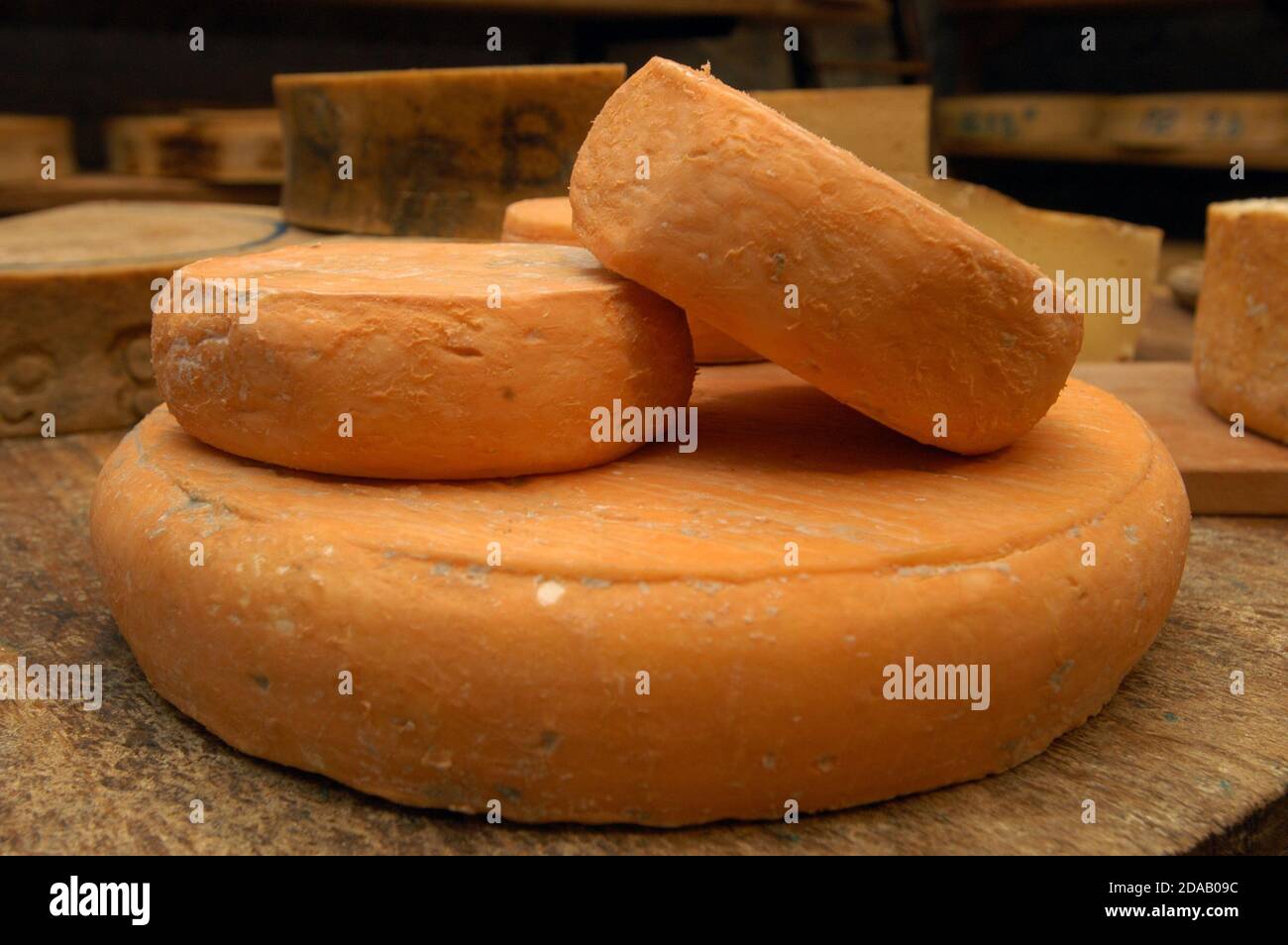 typical Italian mountain cheese from the Valtellina area in the ...