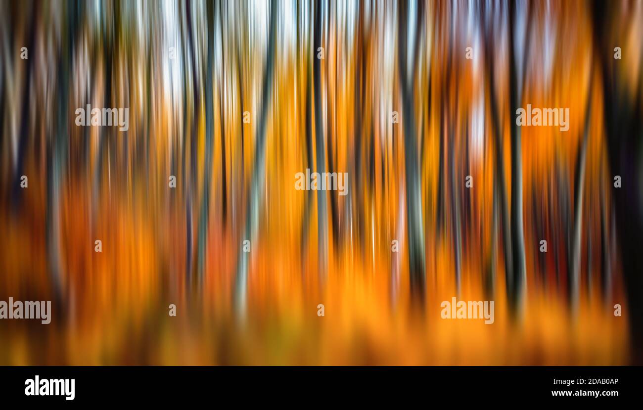 Abstract image of trees in an autumn forest. Intentional motion blur ...