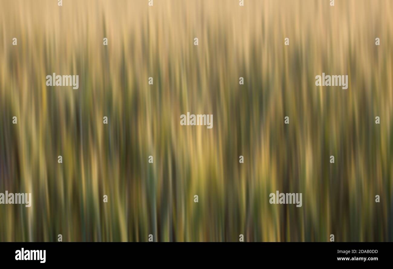 Golden wheat field. Abstract blurred nature background Stock Photo - Alamy