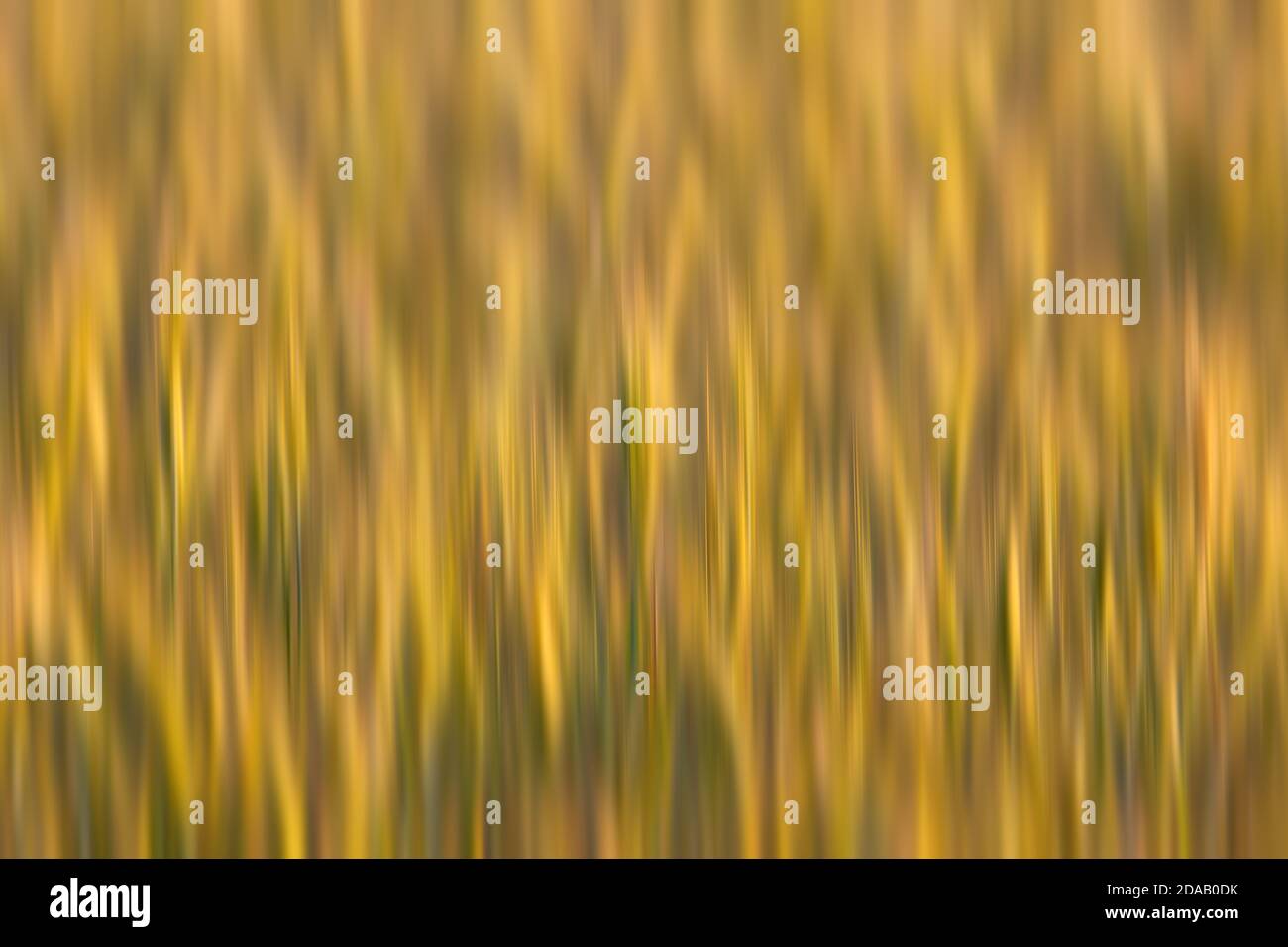 Golden wheat field. Abstract blurred nature background Stock Photo - Alamy