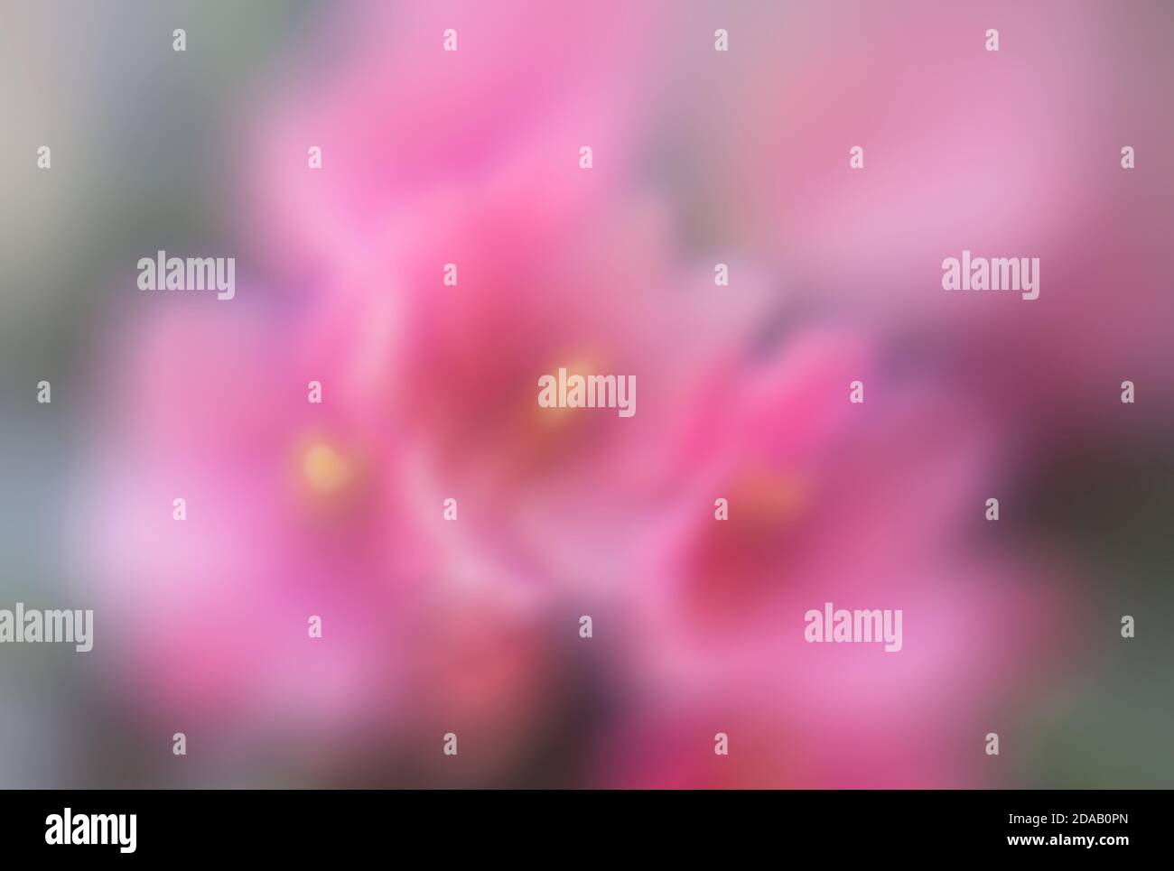 Defocused pink flowers for use as background Stock Photo - Alamy