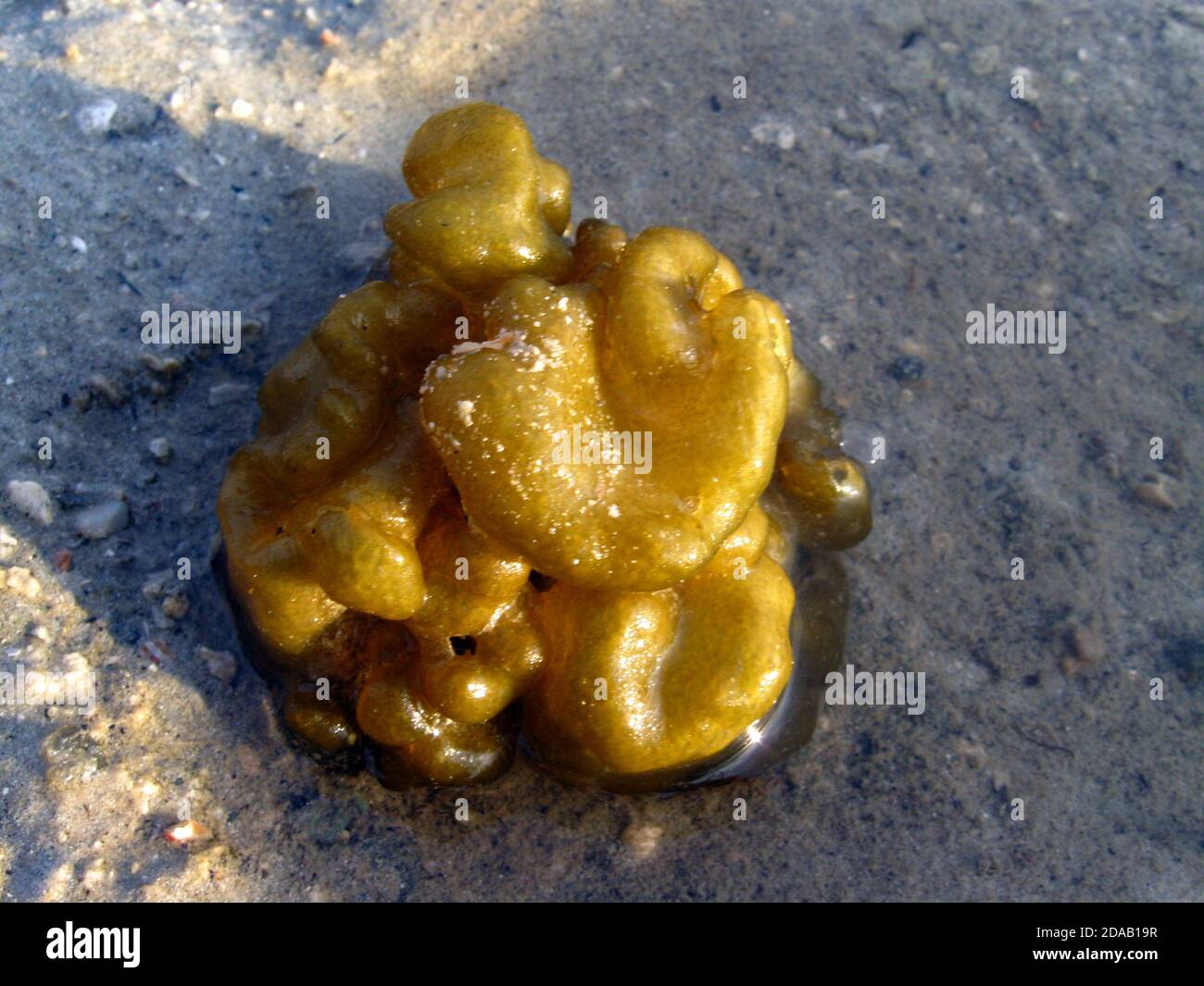 Colpomenia sinuosa, commonly named the oyster thief or sinuous ballweed ...