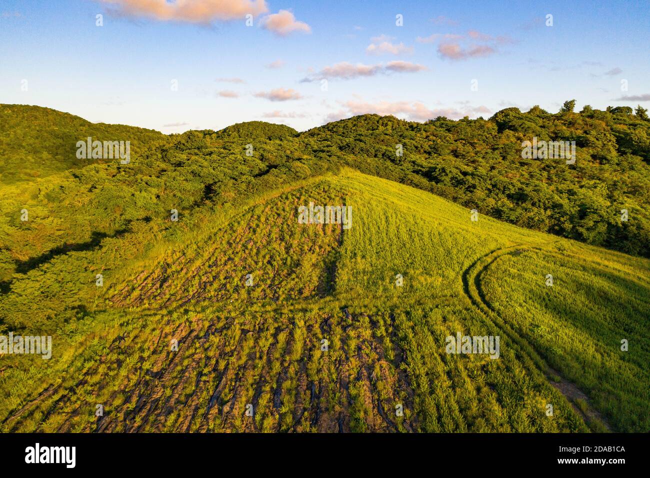 Agriculture at Sainte-Anne in Martinique Stock Photo - Alamy
