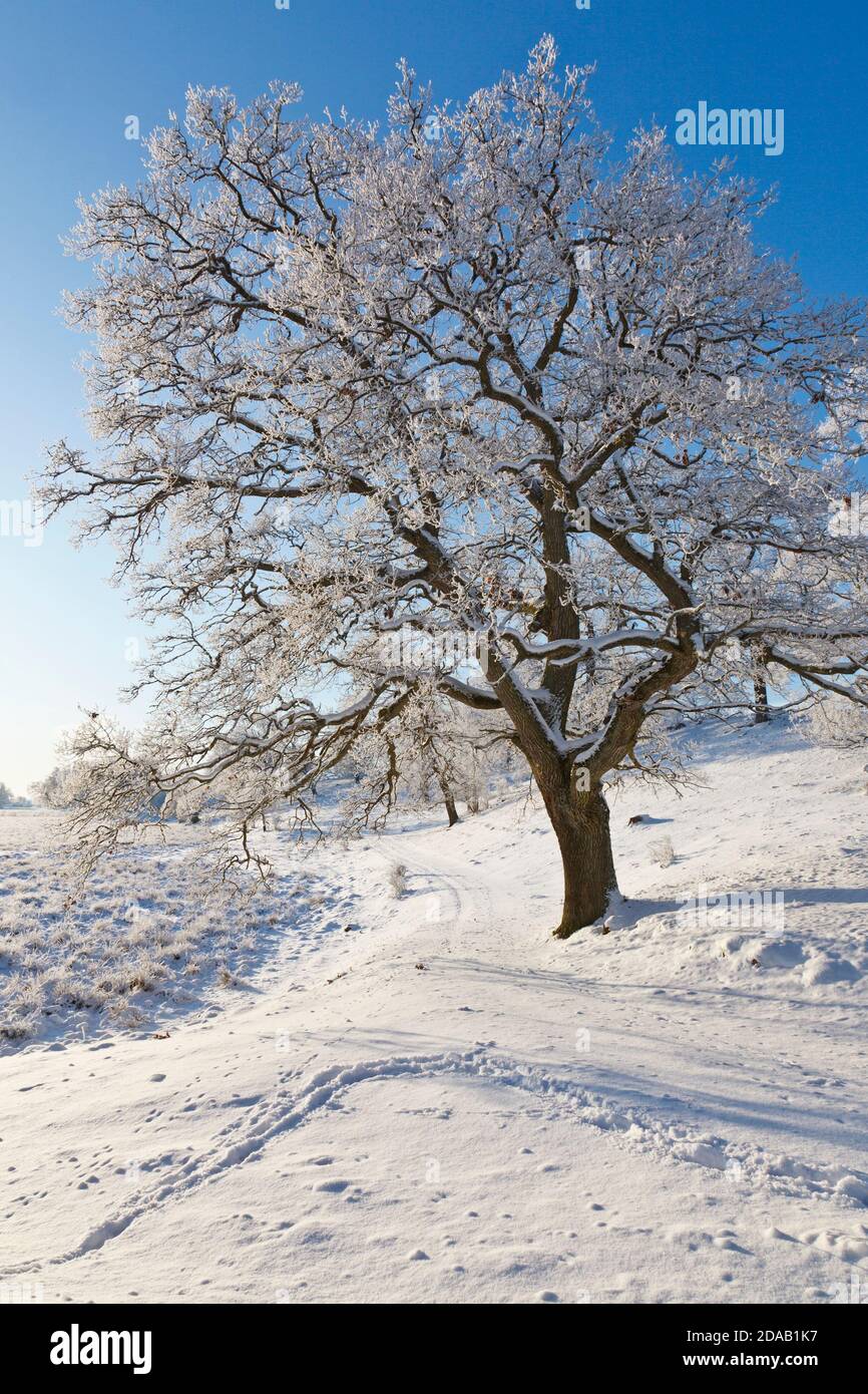 Oak tree with frost in winter landscape Stock Photo - Alamy