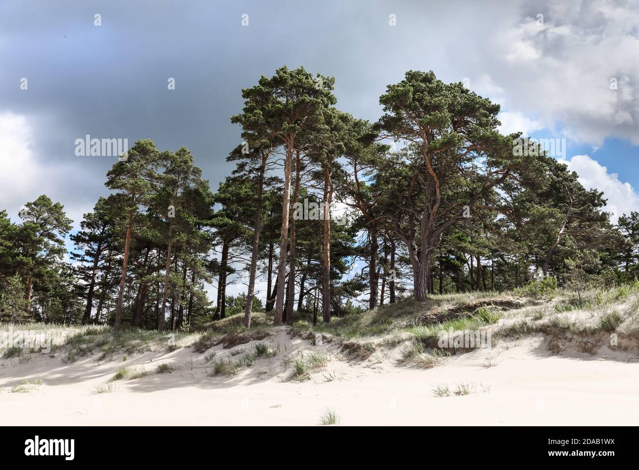 Baltic sea coastline near Liepaja, Latvia. Sand dunes with pine trees ...