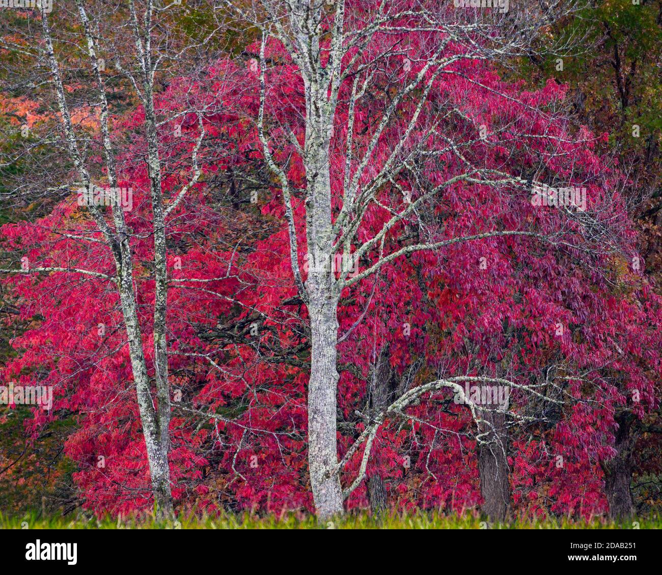 Stunning Tree With Bright Red Leaves Stock Photo - Alamy