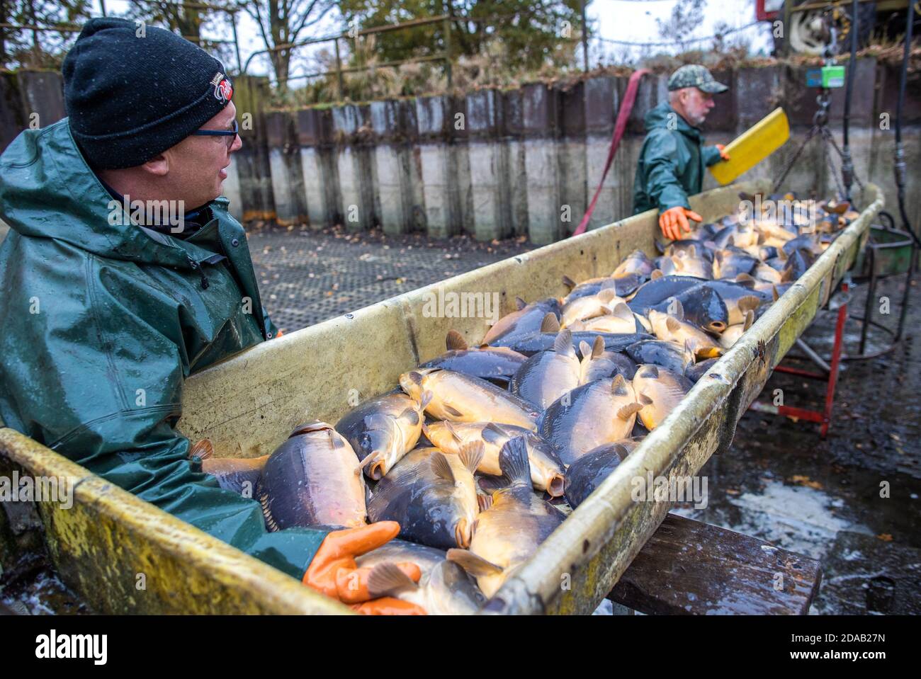 Grown up fisch hi-res stock photography and images - Alamy