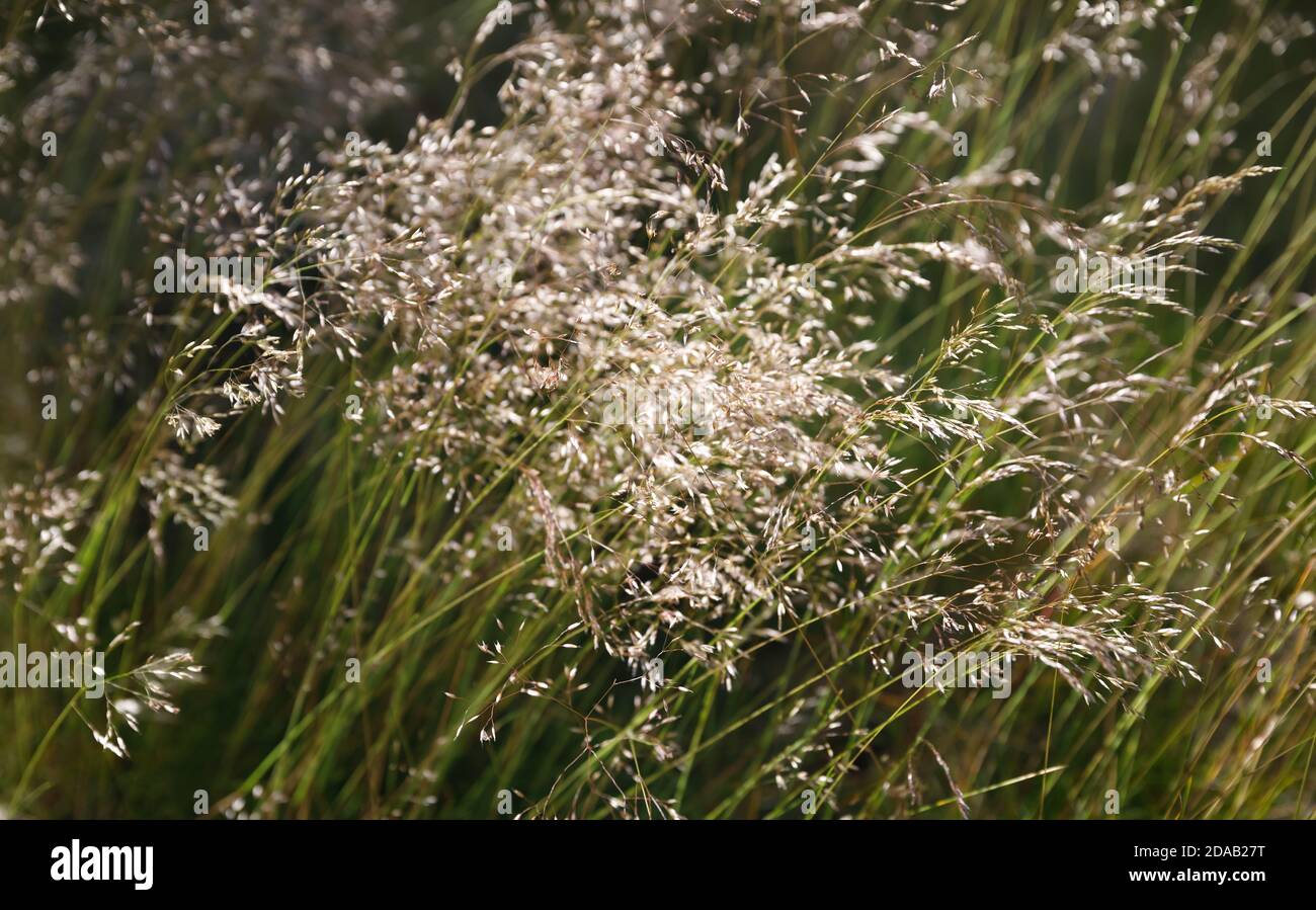 Beautiful close up dream forest background. Forest grass background ...