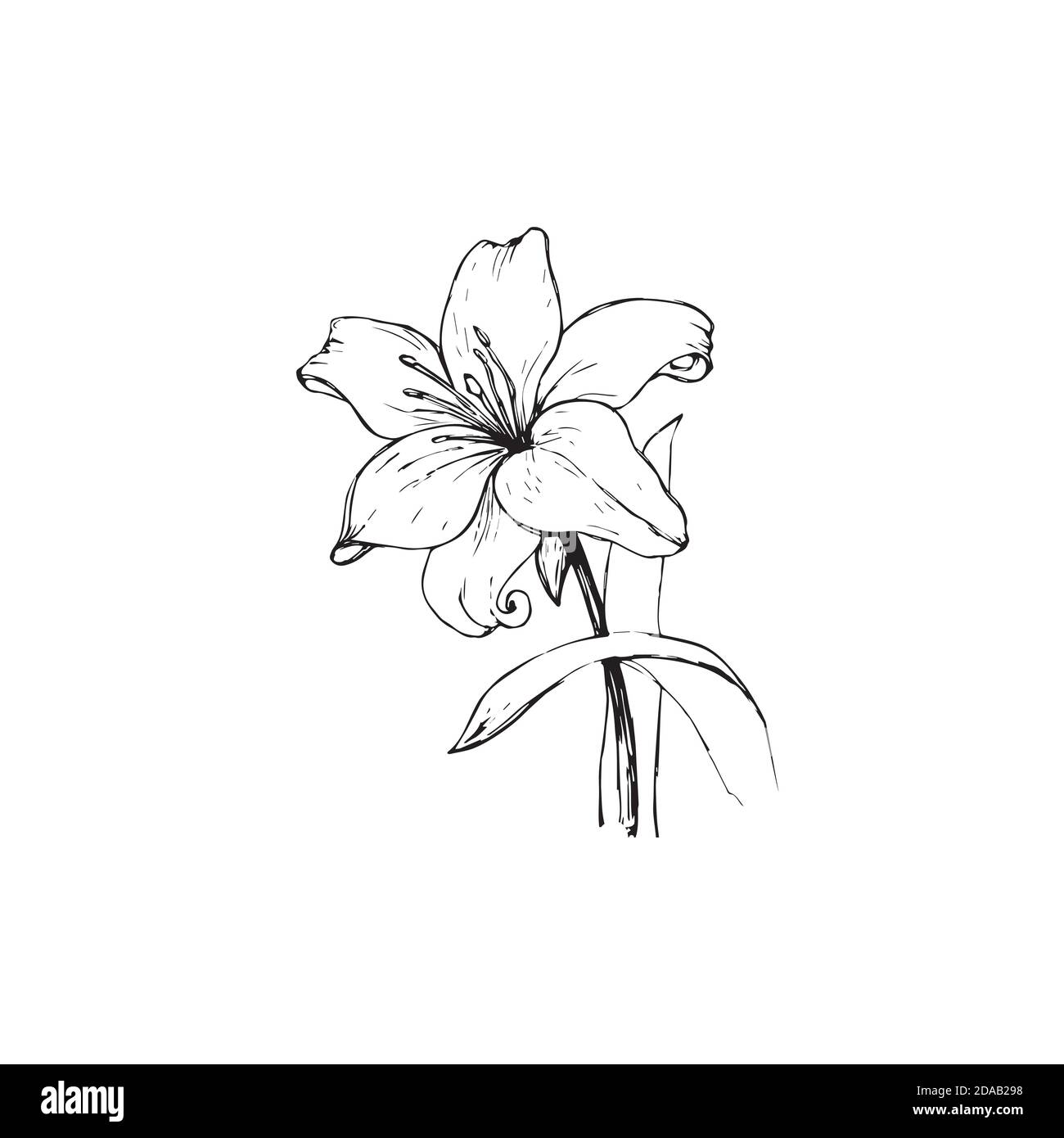 Vector black contour of lily flowers isolated on a white background ...