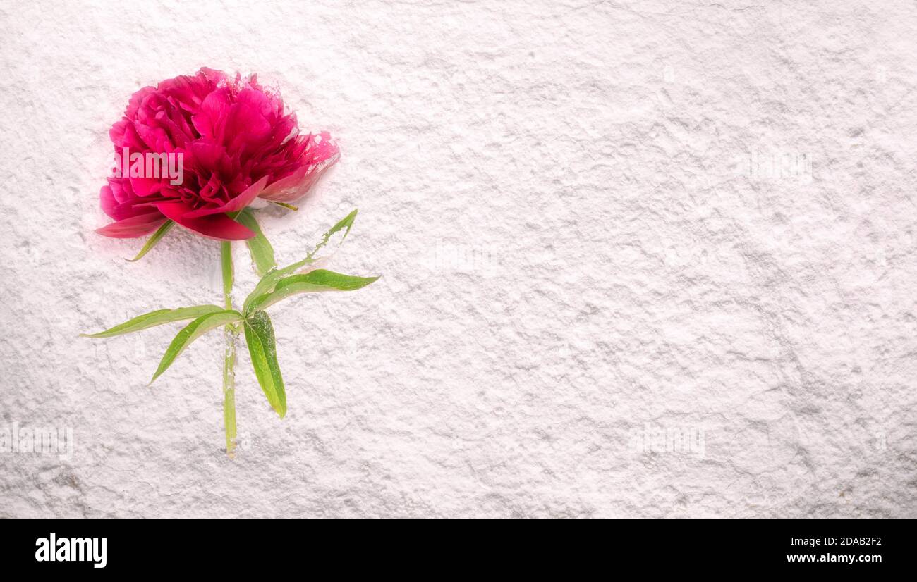 Beautiful peony lying on a white powder Stock Photo - Alamy
