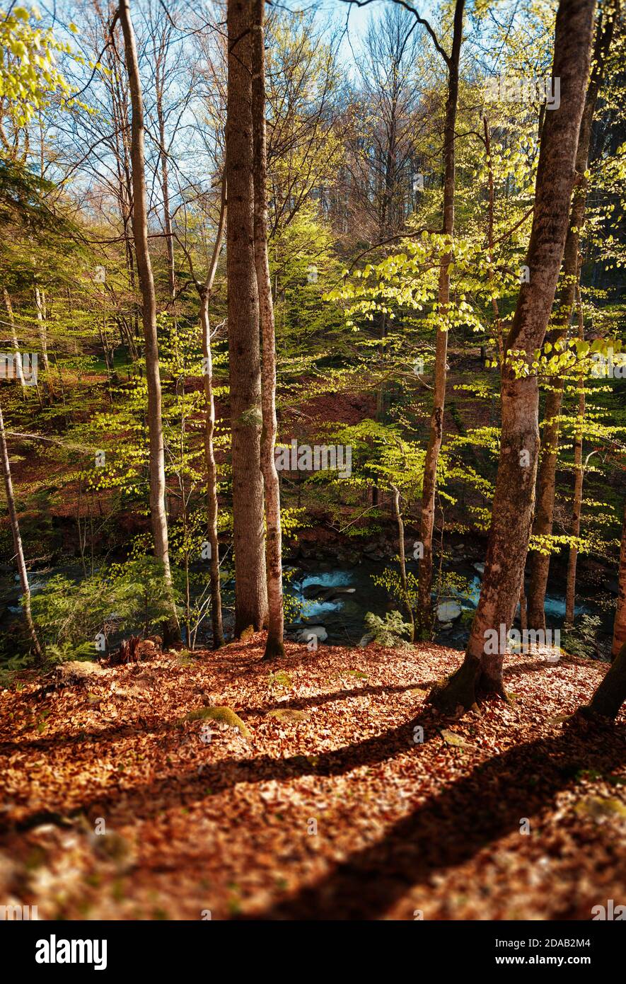 Mountain stream in forest at spring time. Landscape with waterfall ...