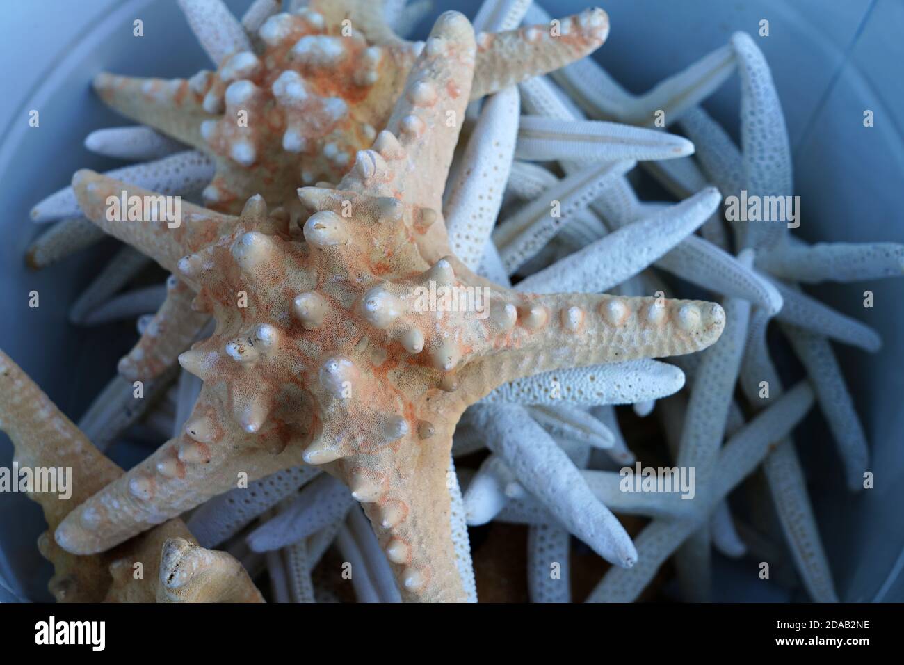 A bucket of dried starfish Stock Photo - Alamy