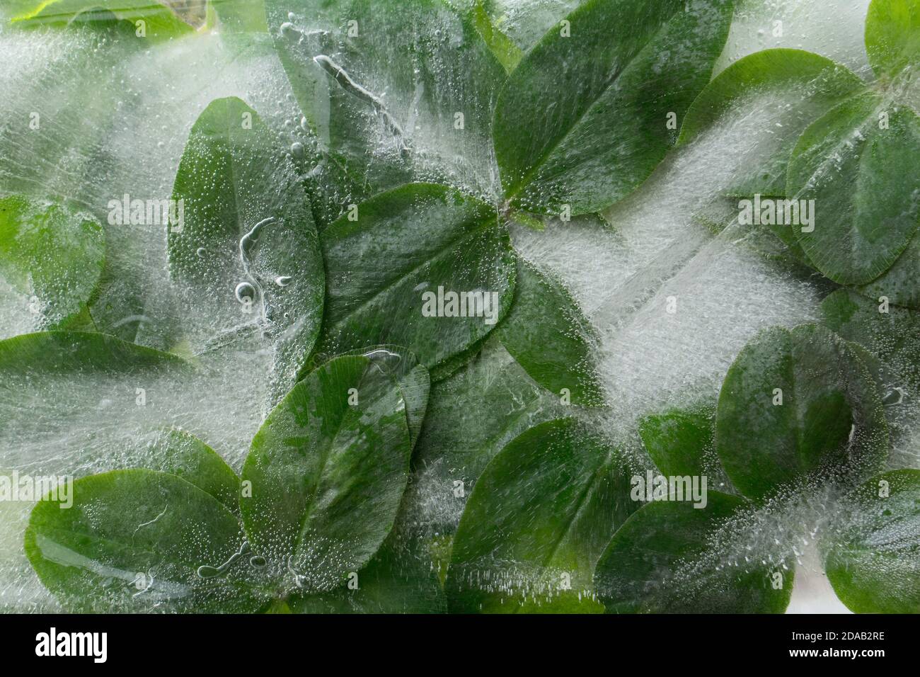 Background of green leaves of clover in ice cube with air bubbles Stock ...