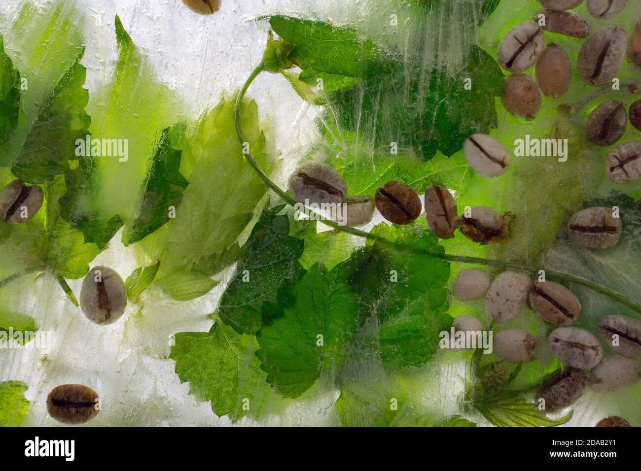 Background of green leaves of hop and green coffee beans in ice cube ...