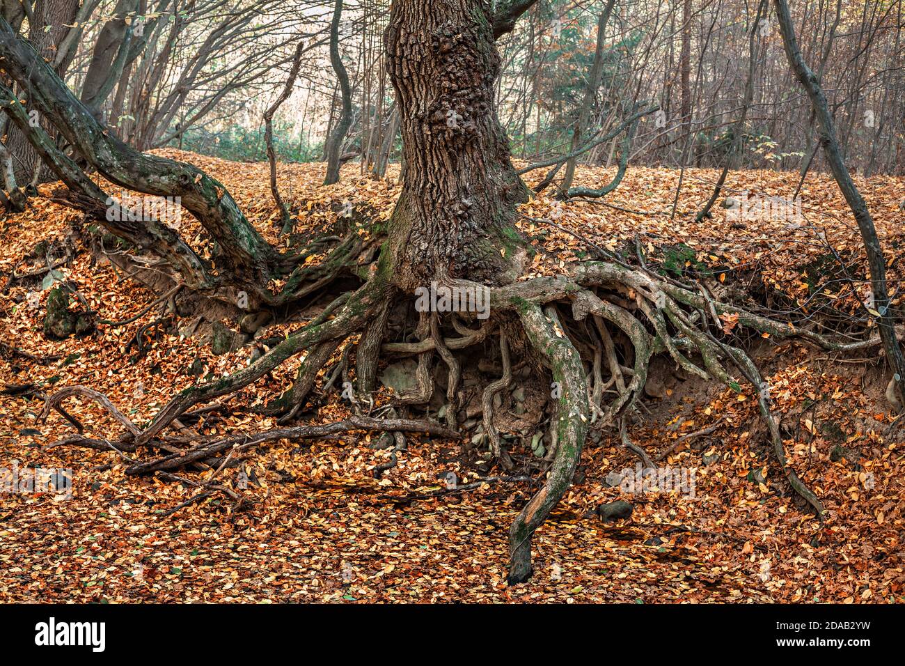 Whole Tree And Roots High Resolution Stock Photography and Images - Alamy
