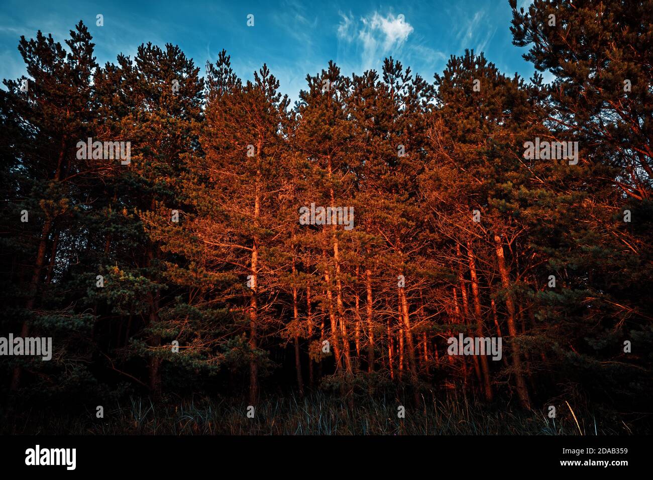 Pine trees in the rays of the evening sun. Classical Baltic beach ...