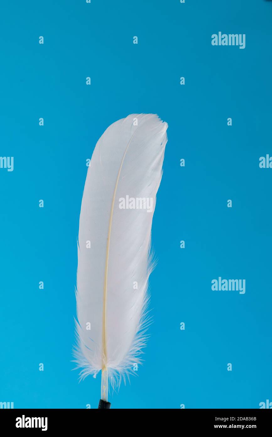 Beautiful fluffy bird feather hi-res stock photography and images - Alamy