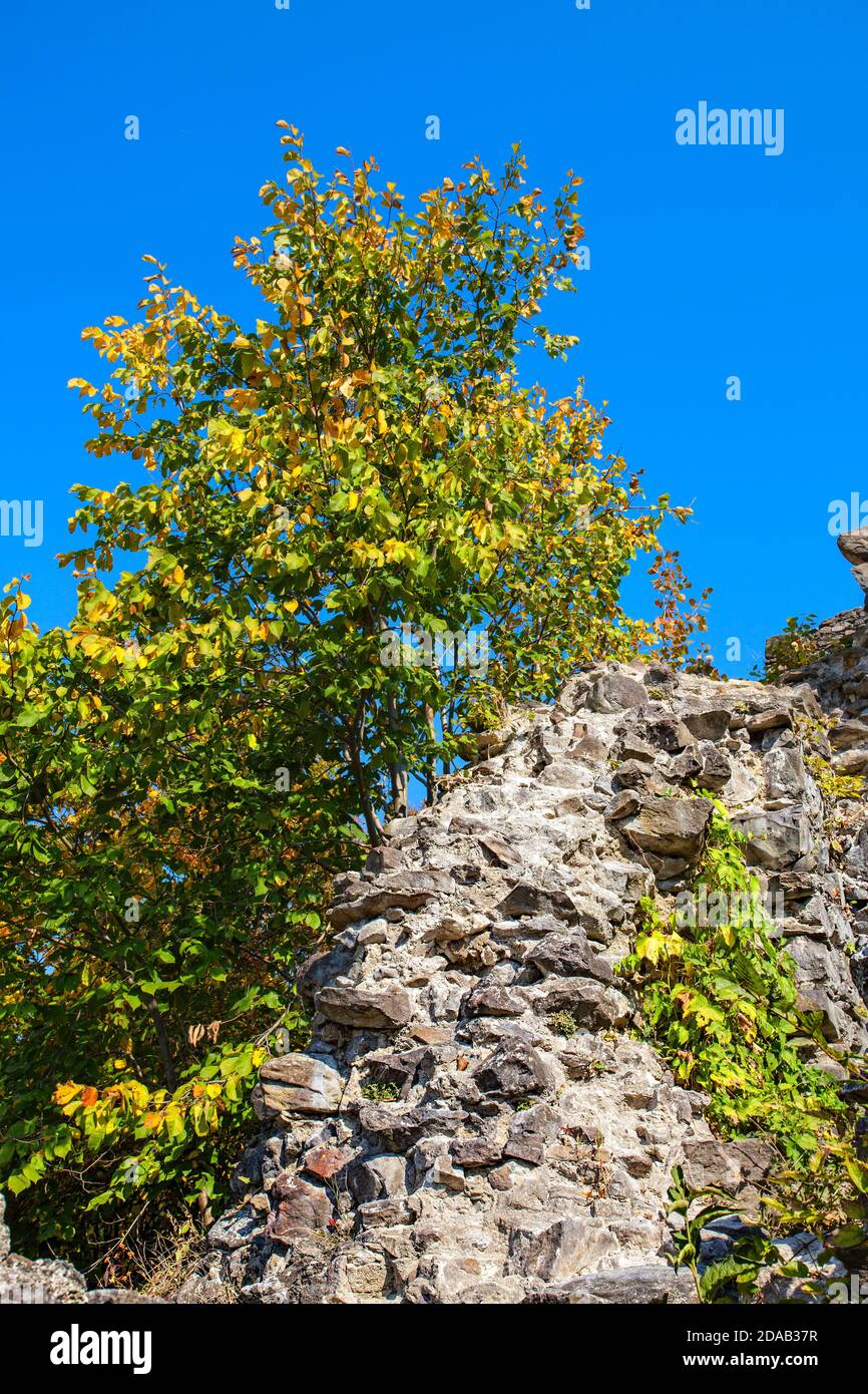 Nevitsky Castle. The wall of an old castle in early autumn Stock Photo ...