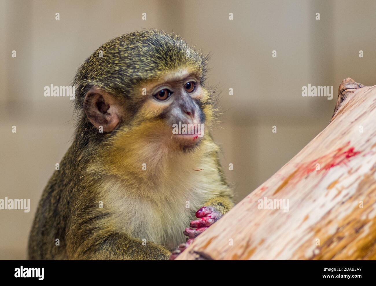 Talapoin monkey hi-res stock photography and images - Alamy