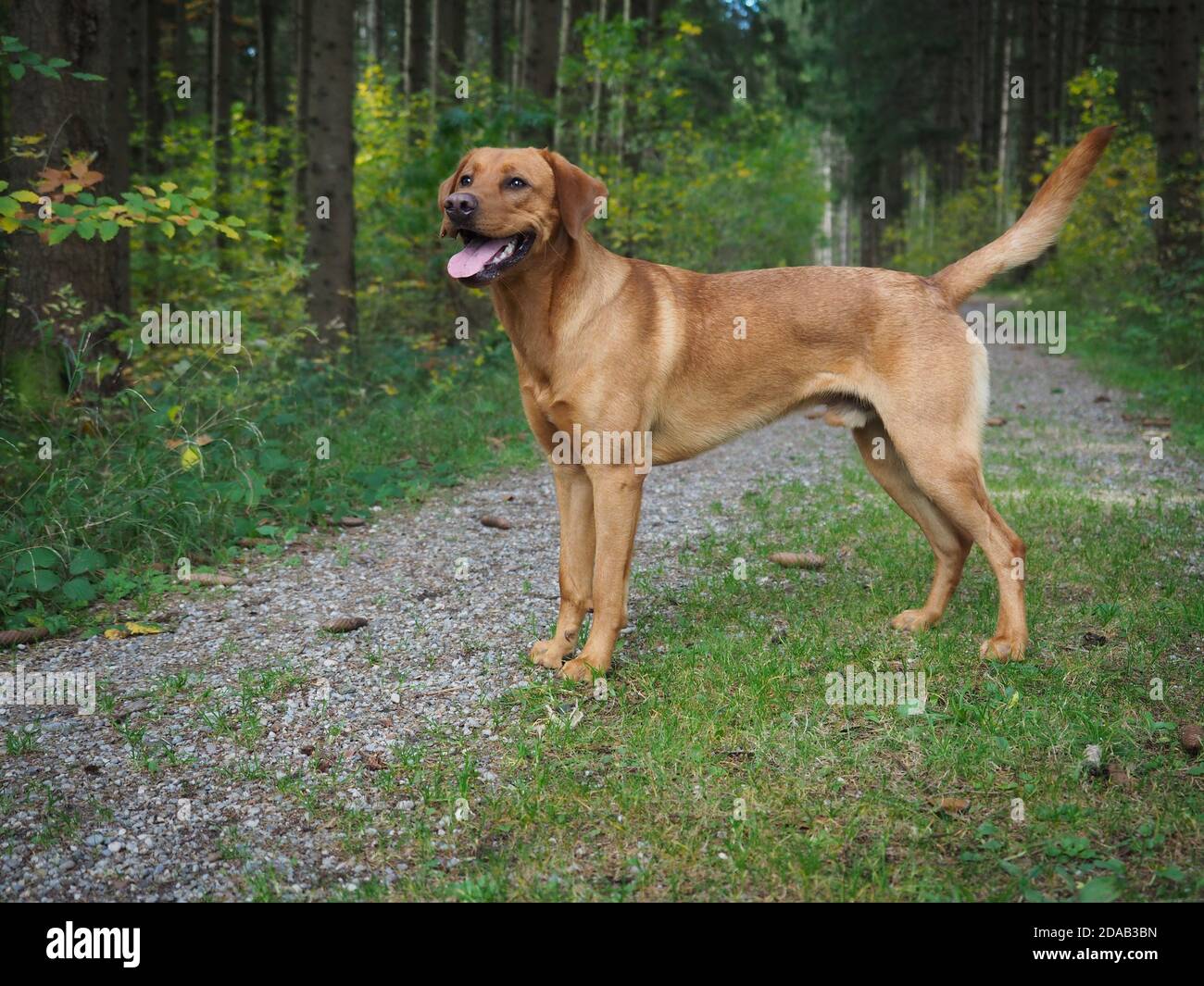 Labrador retriever outside hi-res stock photography and images - Alamy