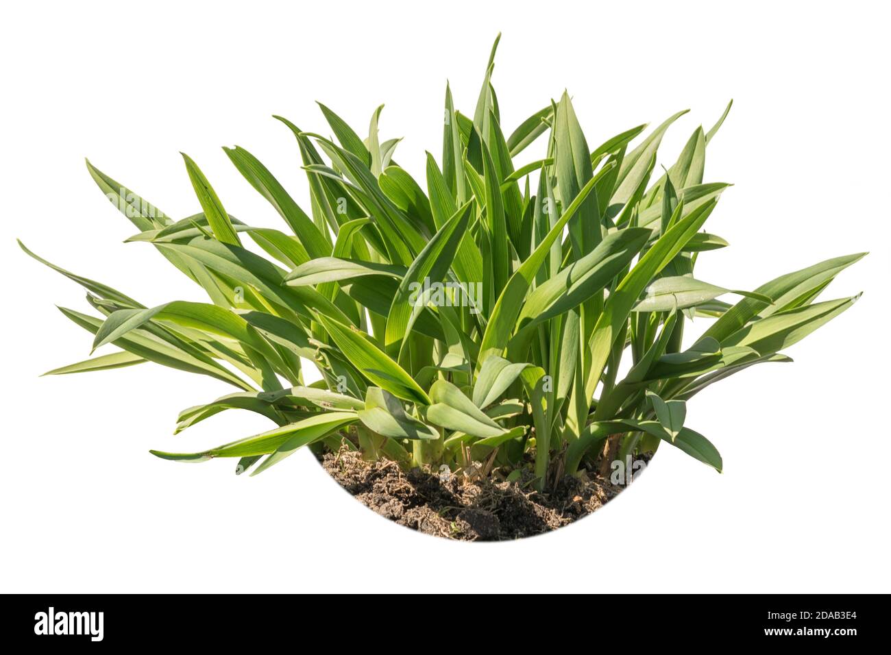 Hemerocallis fulva grass hi-res stock photography and images - Alamy
