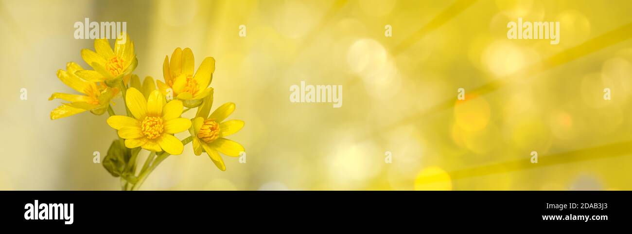 Soft-focus yellow flowers with radial light rays and bokeh Soft-focus ...