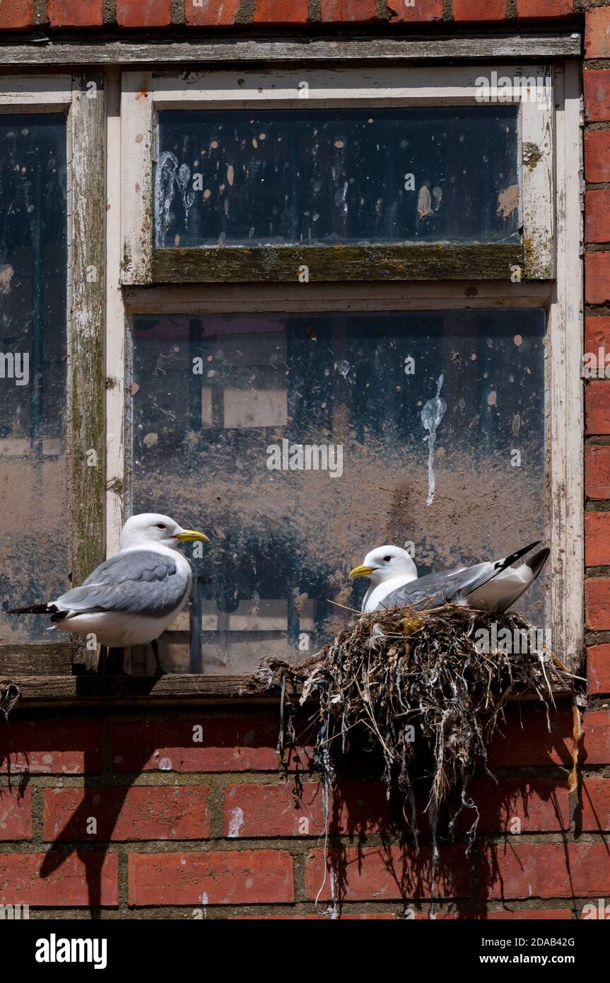 Nesting on a window hi-res stock photography and images - Alamy