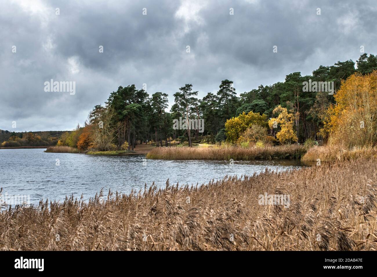 Frensham little pond hi-res stock photography and images - Alamy