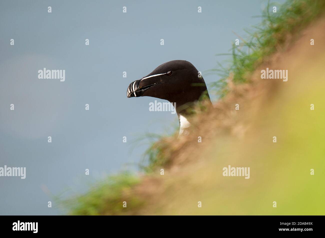 Peering over a ridge hi-res stock photography and images - Alamy