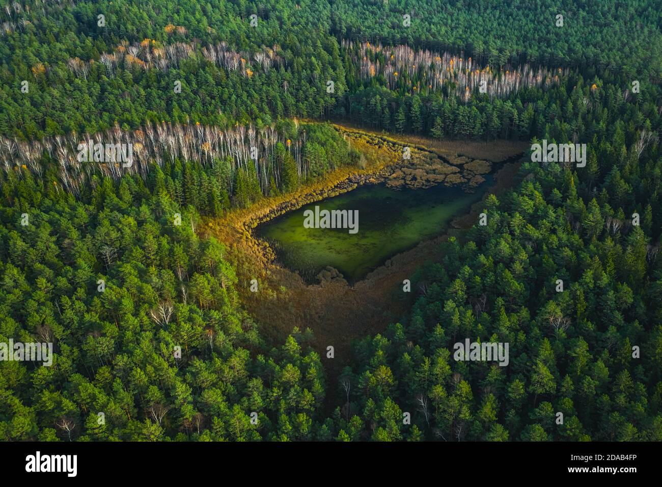 Top drone view of green swamp lake in the green forest, beautiful ...