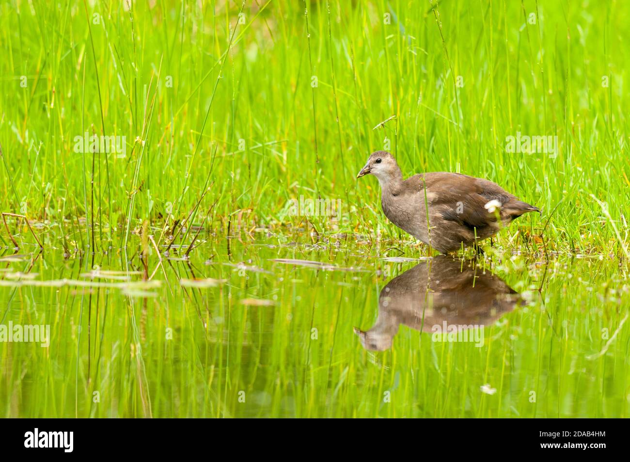 Juvenile moorhen hi-res stock photography and images - Alamy