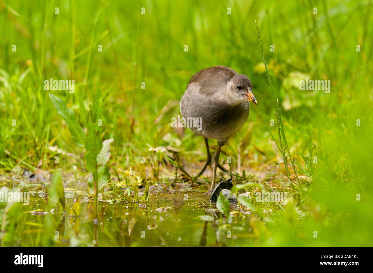 A juvenile moorhen (Gallinula chloropus) walking towards the camera at ...