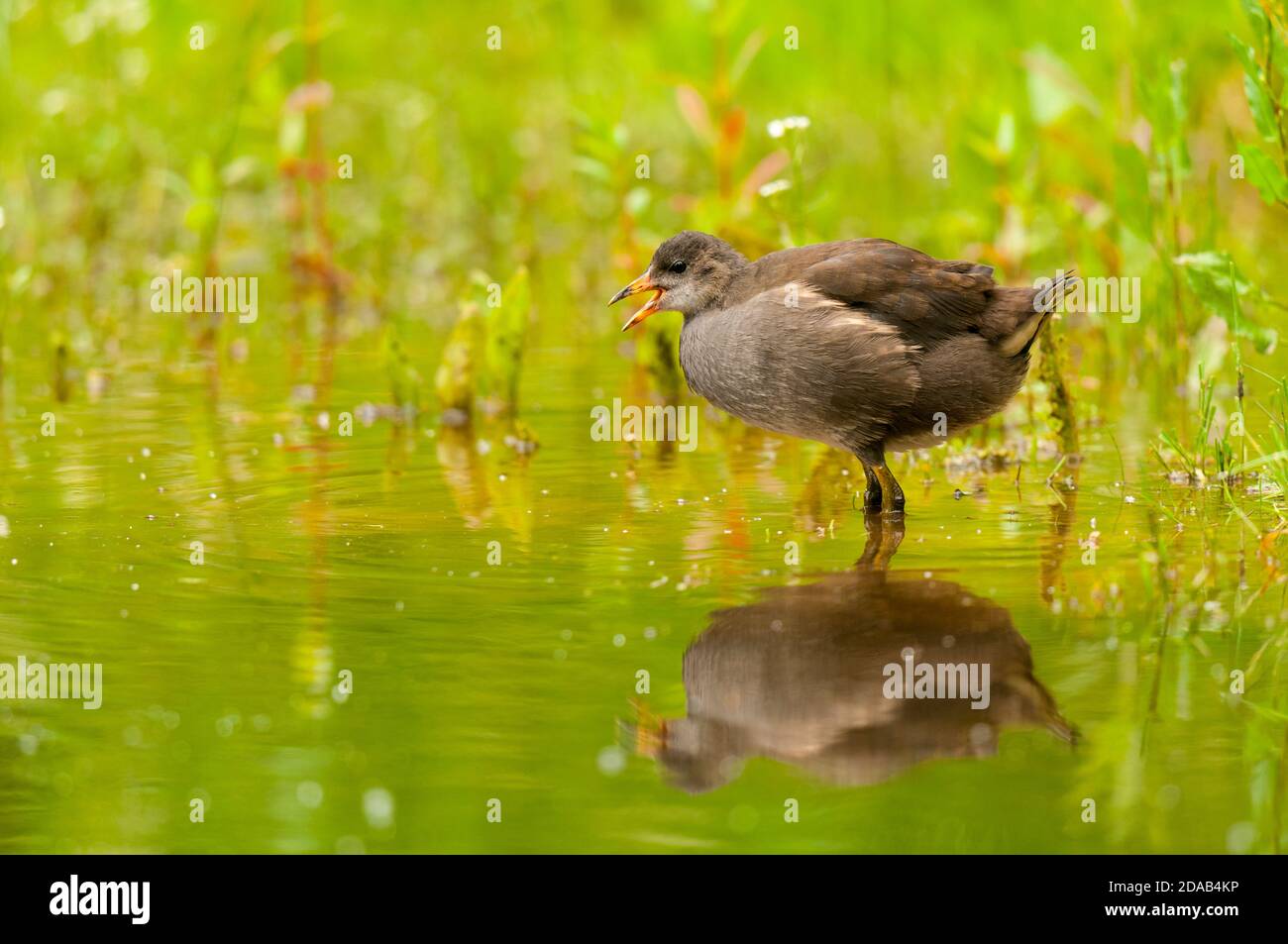 Juvenile moorhen hi-res stock photography and images - Alamy