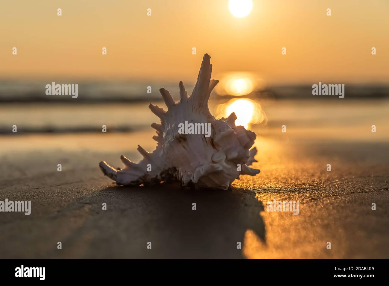 Sea shell lies on the sandy seashore in the rays of the setting sun ...