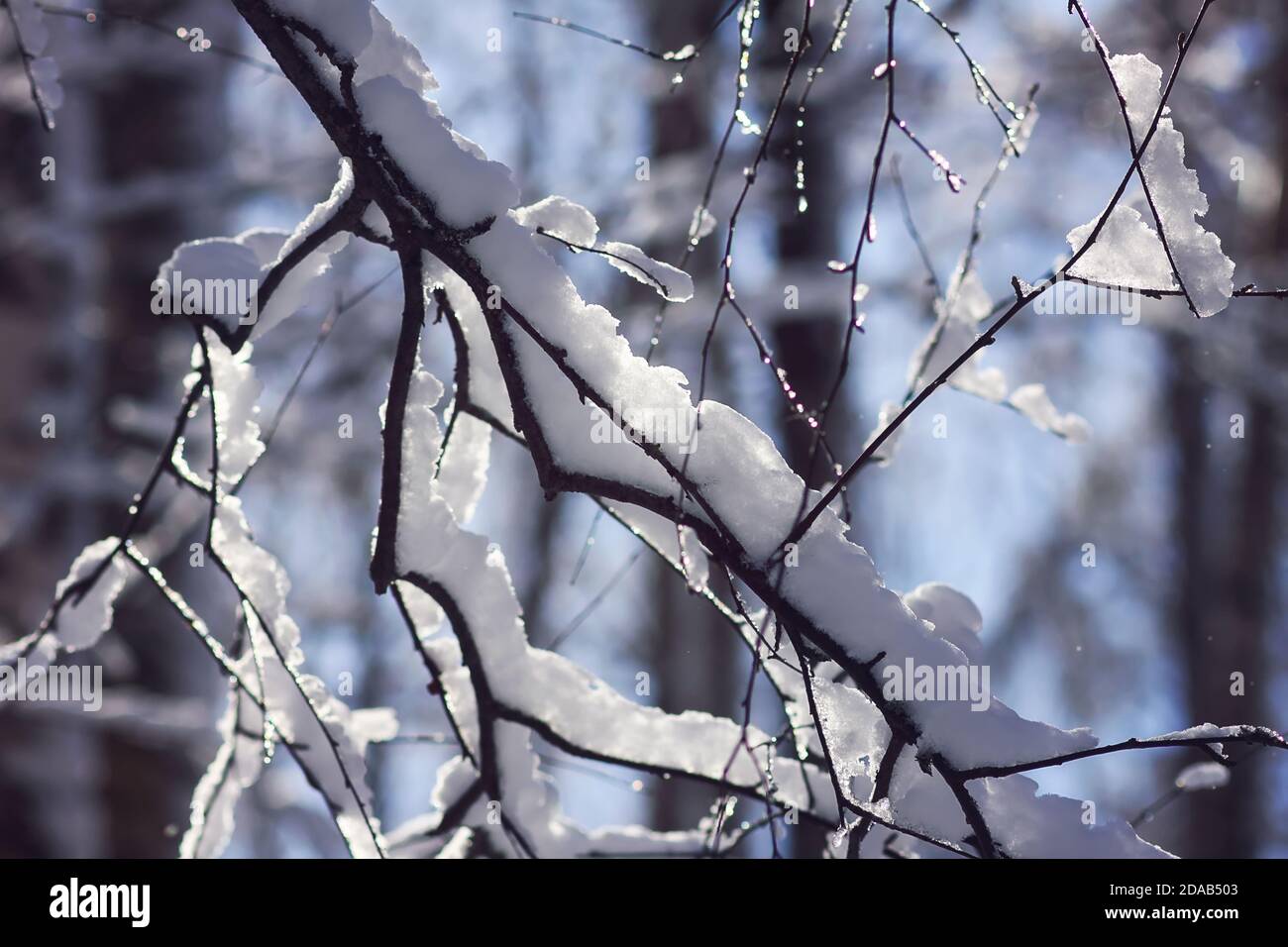 Melting snow on forest tree branches in sunny winter day Stock Photo ...