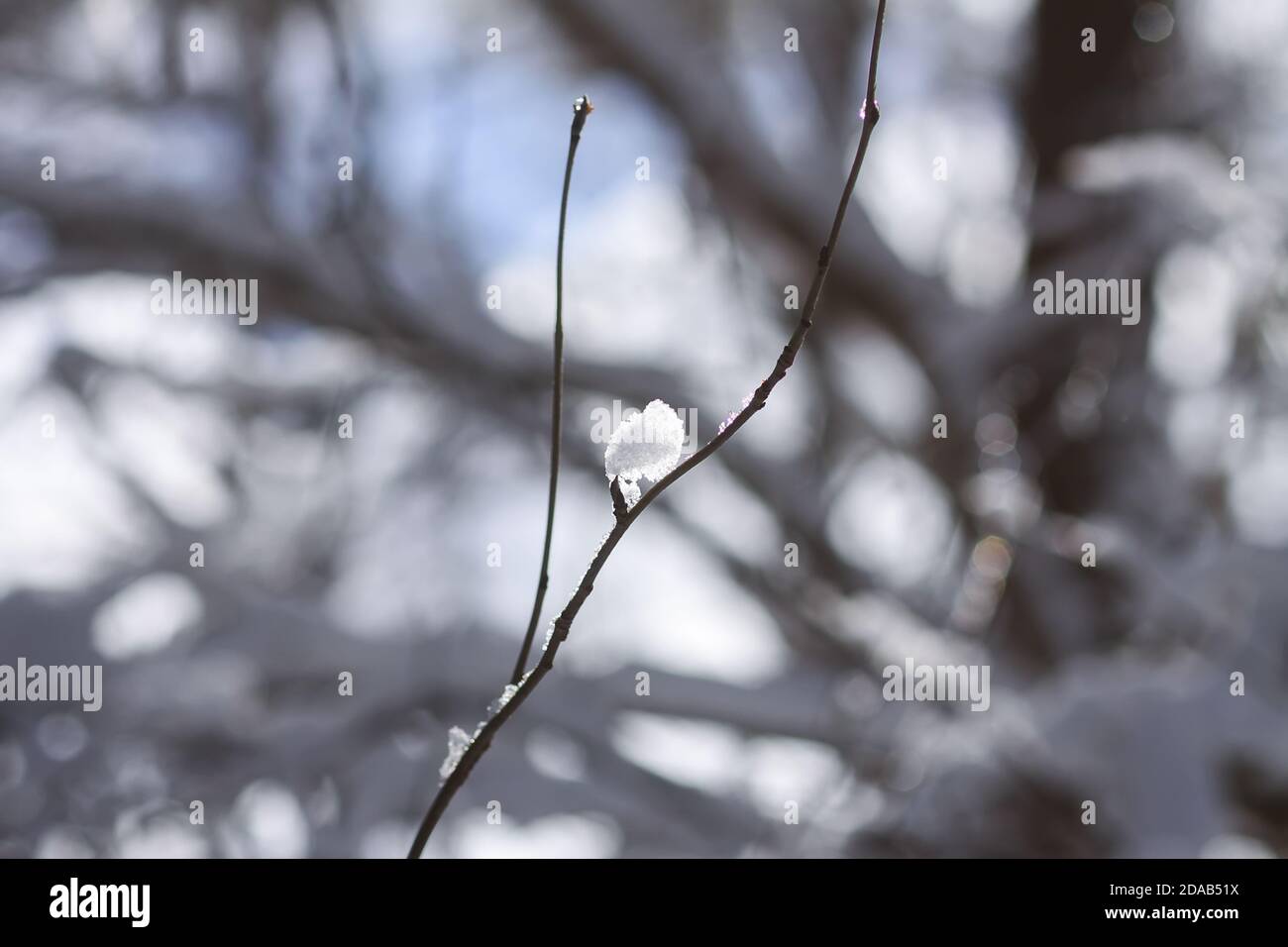Melting snow on forest tree branches in sunny winter day Stock Photo ...