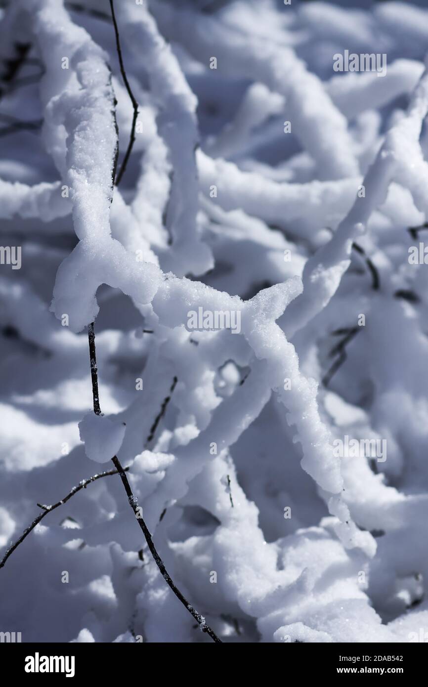 Melting snow on forest tree branches in sunny winter day Stock Photo ...
