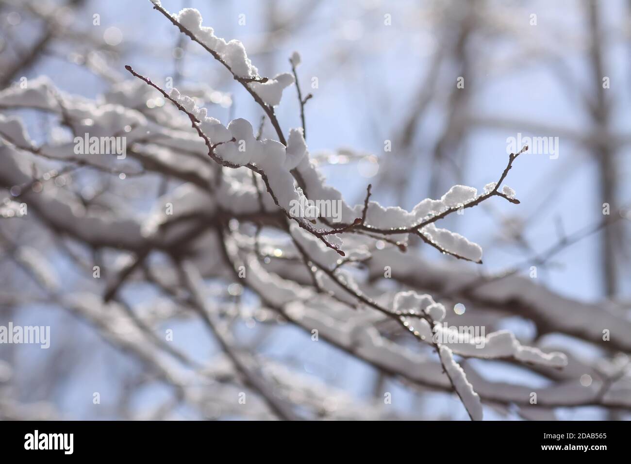 Melting snow on forest tree branches in sunny winter day Stock Photo ...
