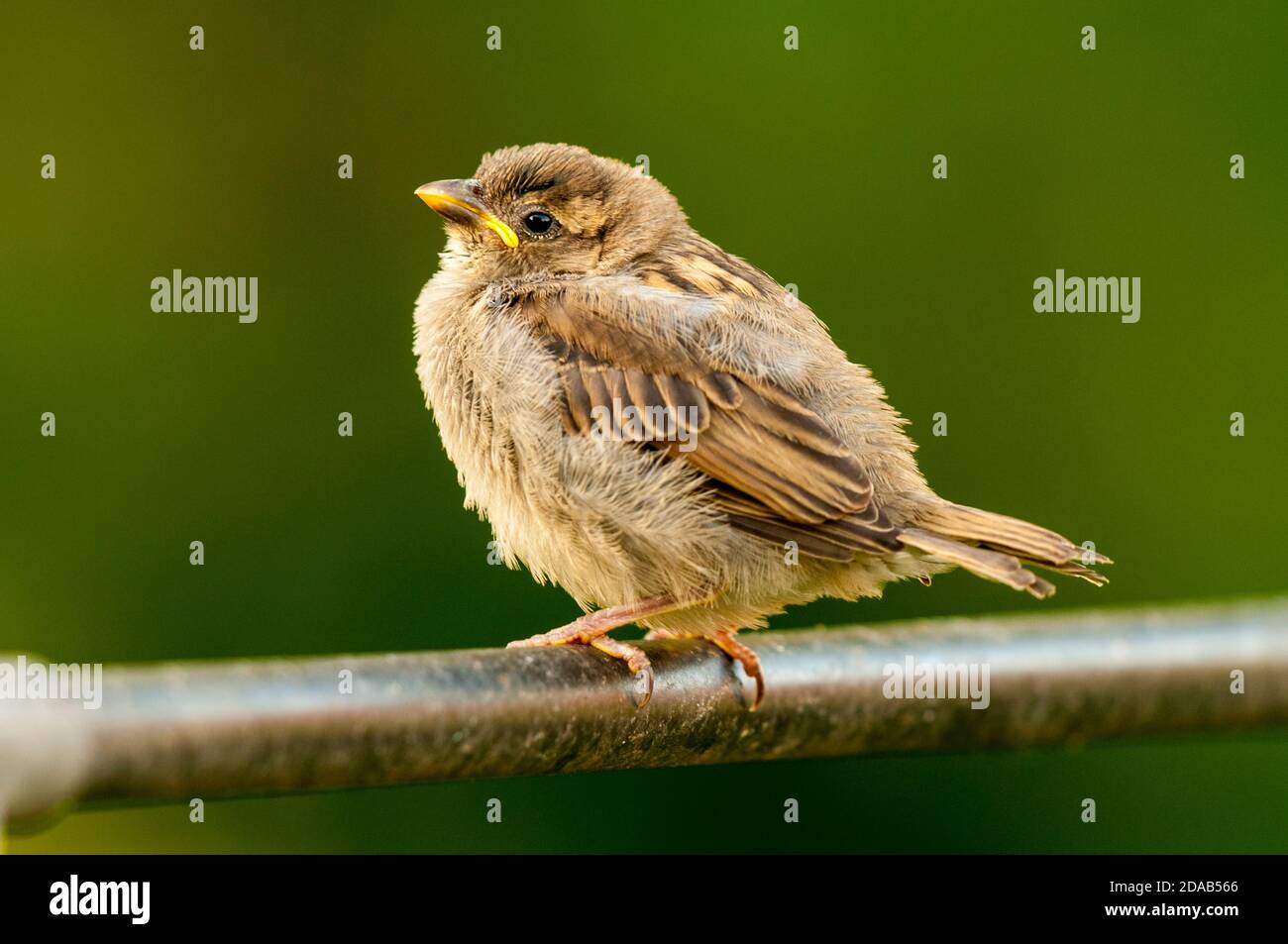 Fledgling sparrow hi-res stock photography and images - Alamy