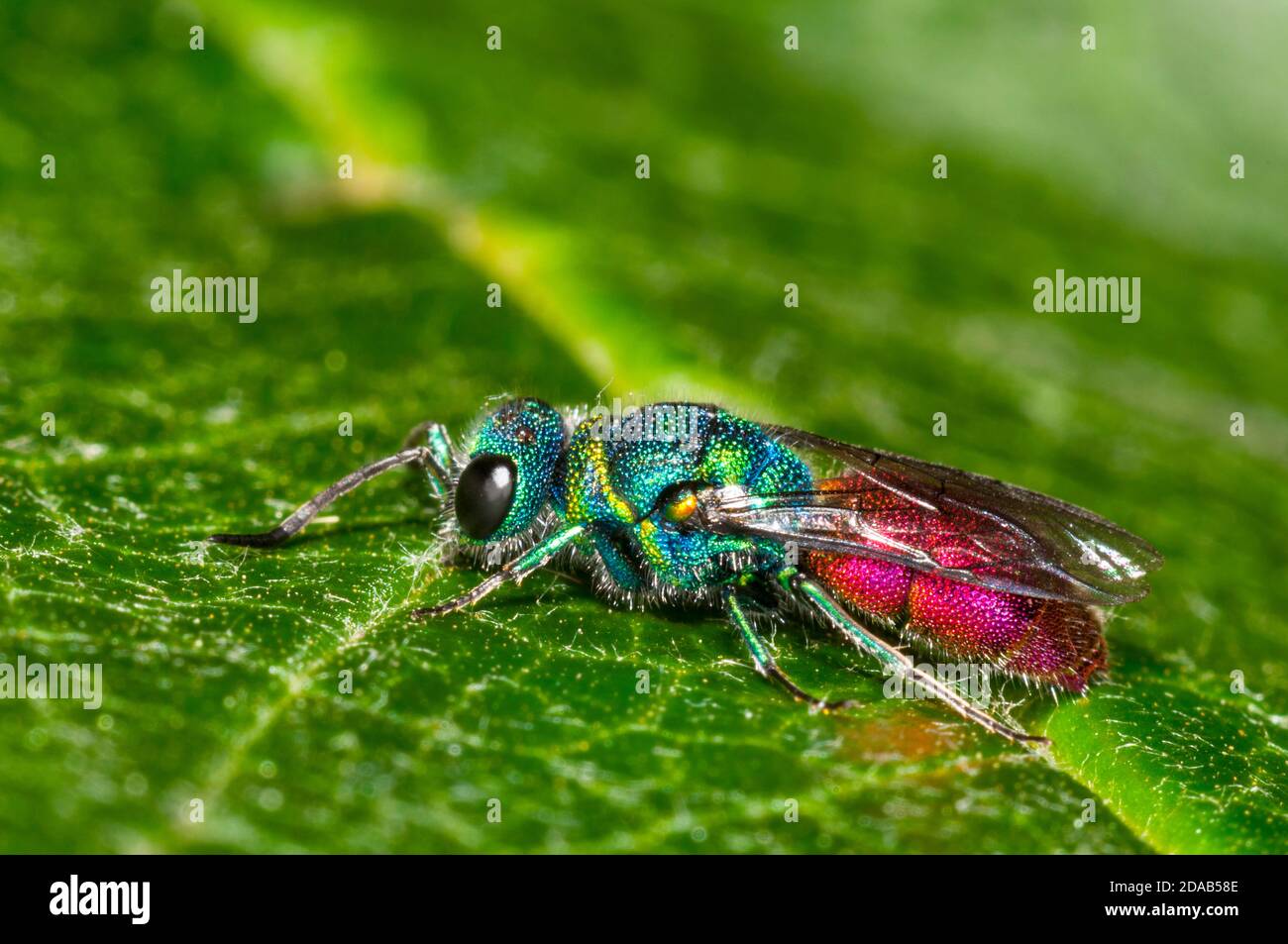 An adult ruby-tailed wasp (Chrysis ignita) at rest on a leaf in a ...