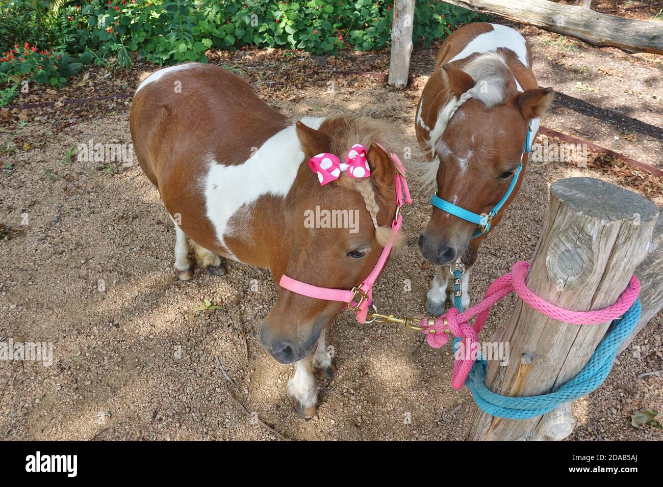 Braid bow hi-res stock photography and images - Alamy