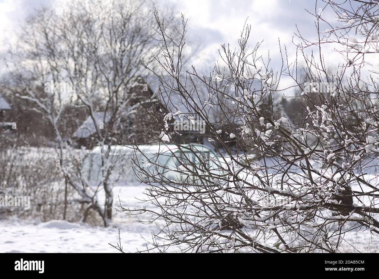 Melting snow on forest tree branches in sunny winter day Stock Photo ...