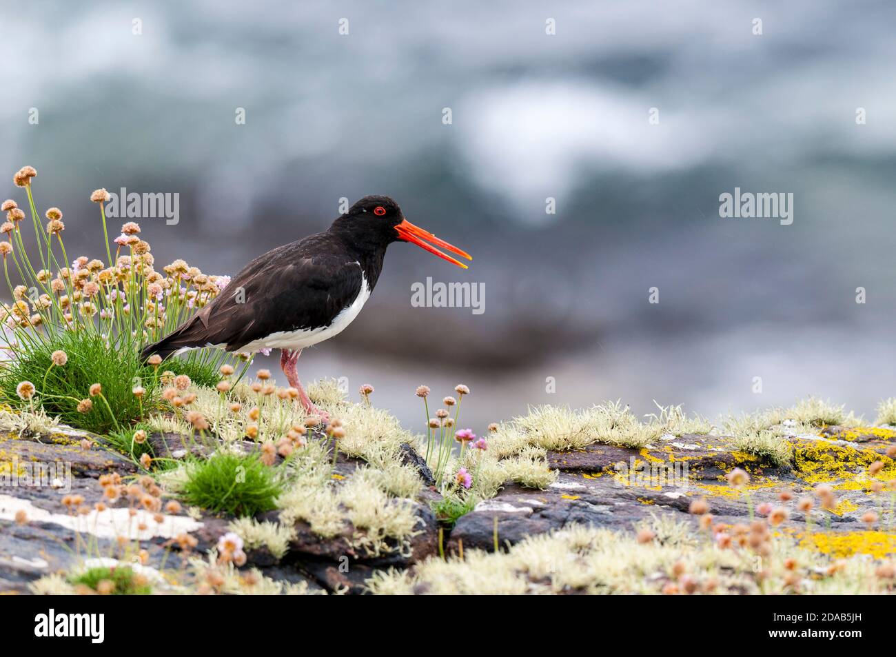 An adult oystercatcher (Haematopus ostralegus) standing amongst the ...